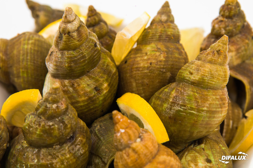 Bulots cuits – Difalux Namur