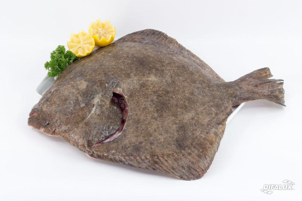 Turbot (gros) – Difalux Namur