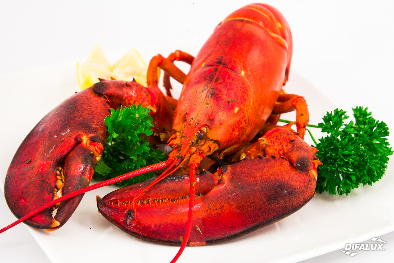 Homard bleu européen – Difalux Namur