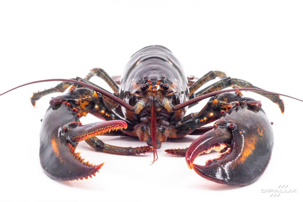 Homard canadien vivant – Difalux Namur