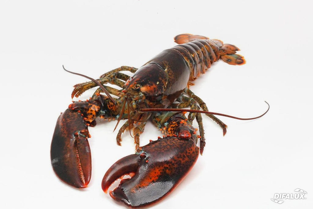 Demi-homard en Bellevue – Difalux Namur