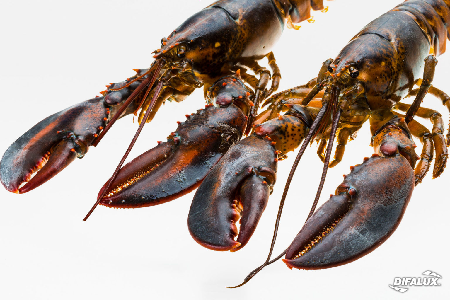 Action baby homards – Difalux Namur