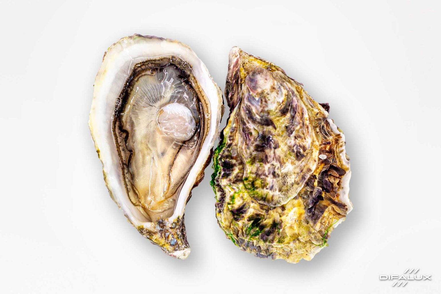 Huitre creuse Gillardeau M3 – Difalux Namur