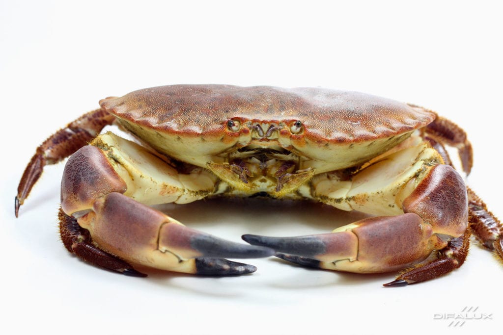 Tourteau vivant – Difalux Namur